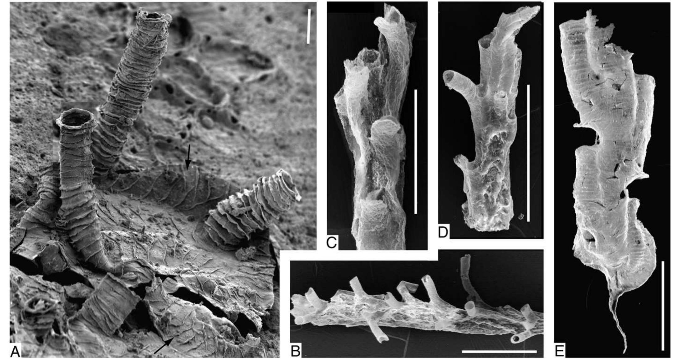 Graptolithina, sem photographs. a. rhabdopleura compacta,