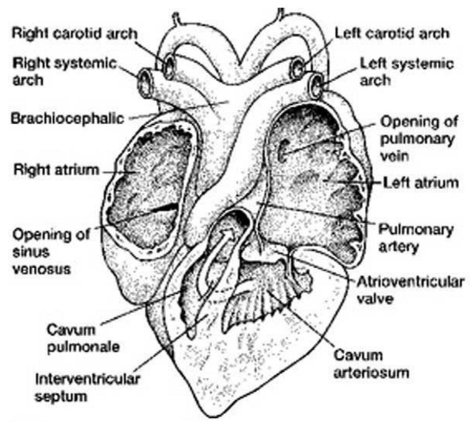 Lizard heart. (drawing courtesy of k.v. kardong).
