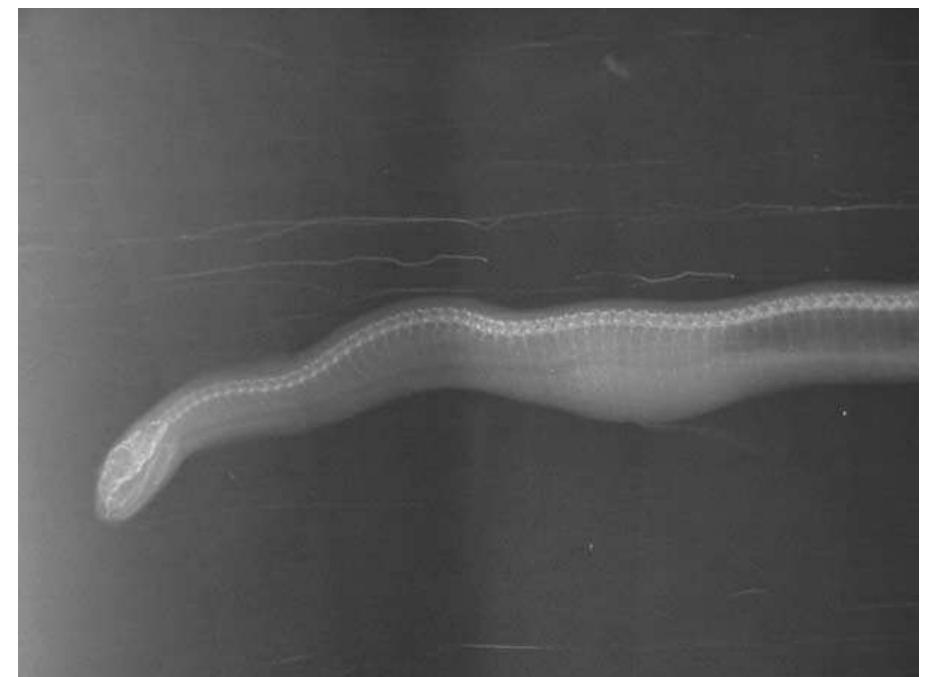 Lateral survey radiograph of a corn snake (elaphe guttata