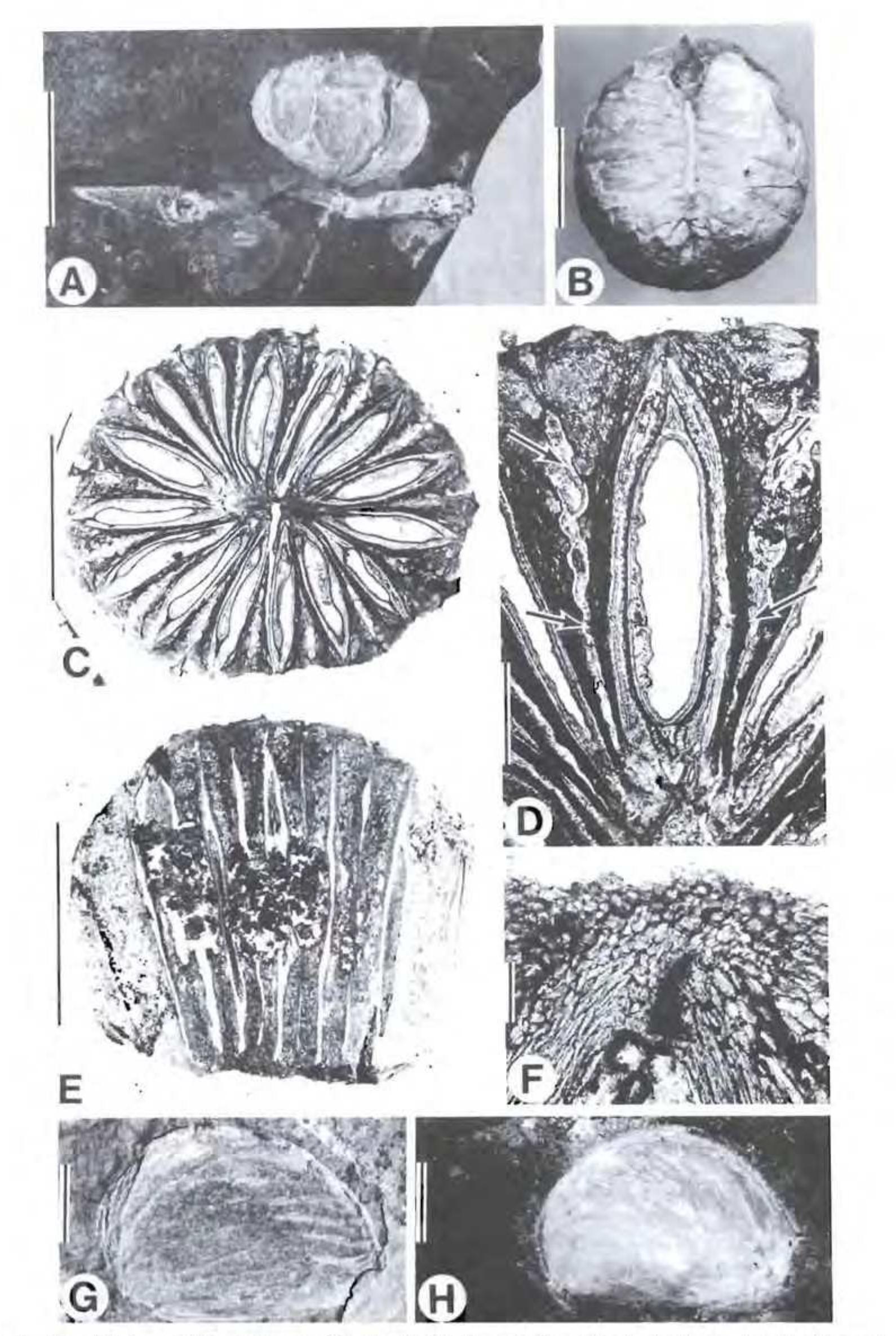 Figure 8 - from A Preliminary survey of fossil leaves and