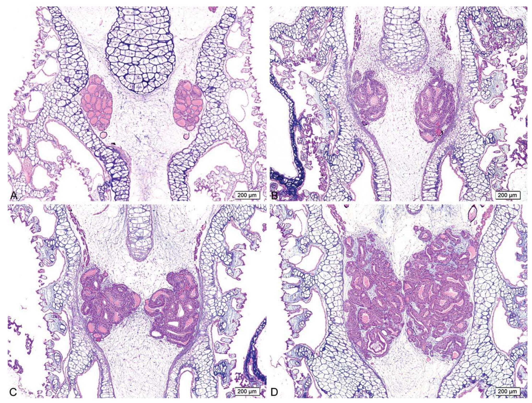 Figure 4 - Thyroid Histopathology Assessments for the