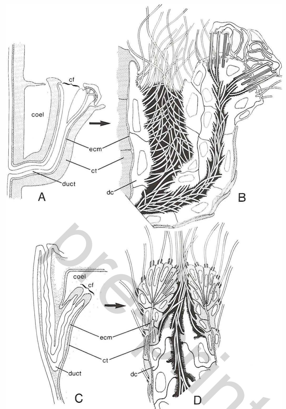 (PDF) Protonephridia and Metanephridia - their relation within the ...