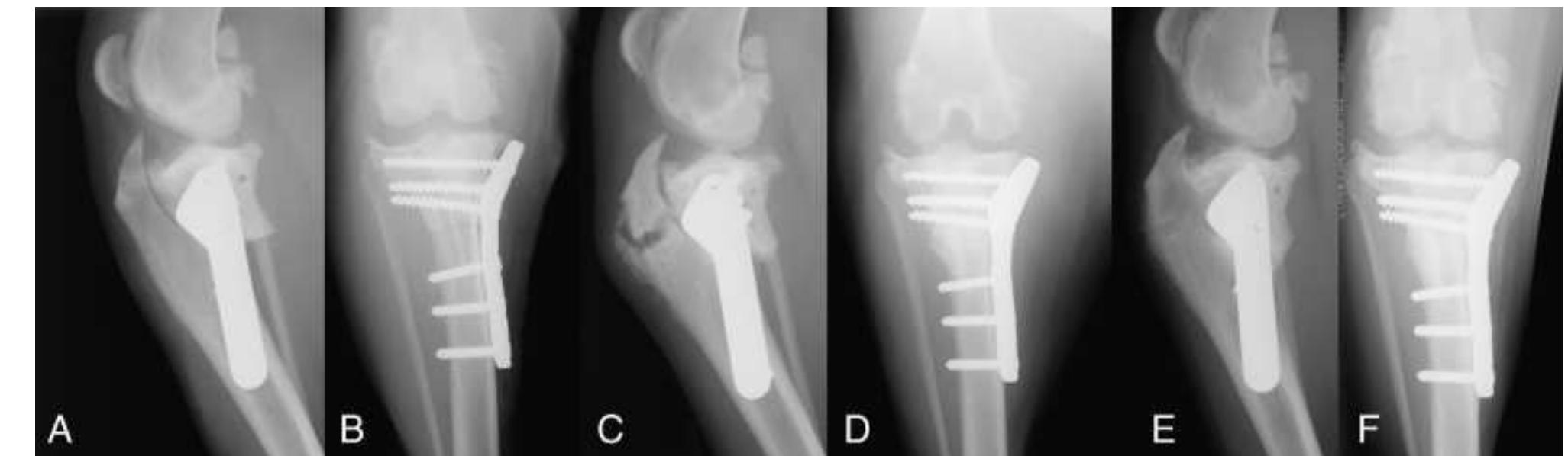 Mediolateral and craniocaudal radiographs from a