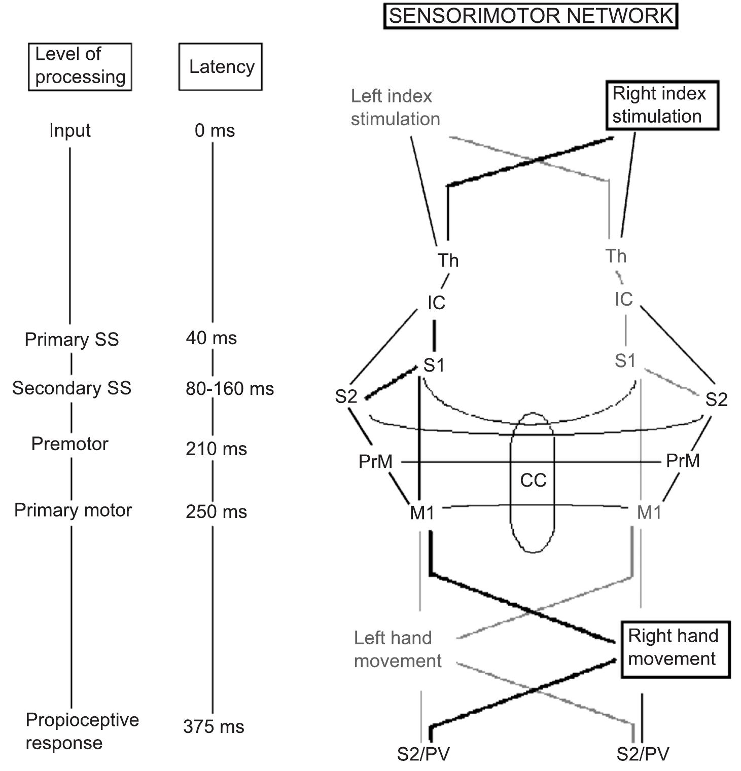 Composite diagram of the sensorimotor network activated