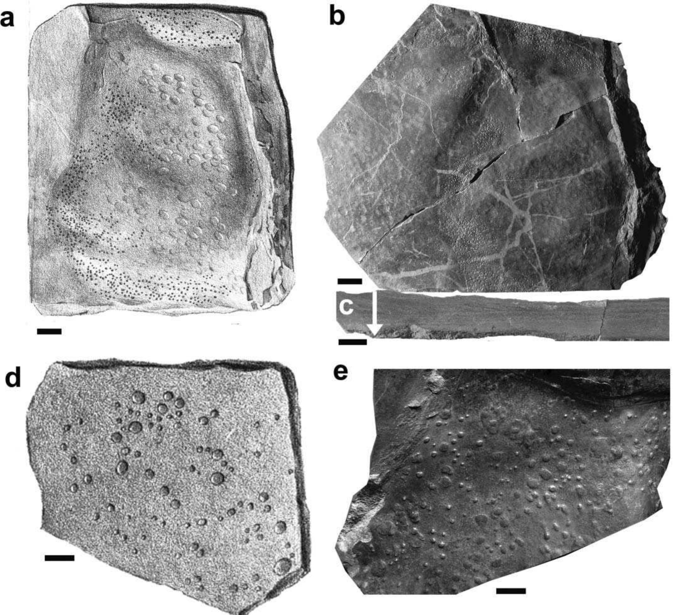 Negative pits and positive raised pimple structures on