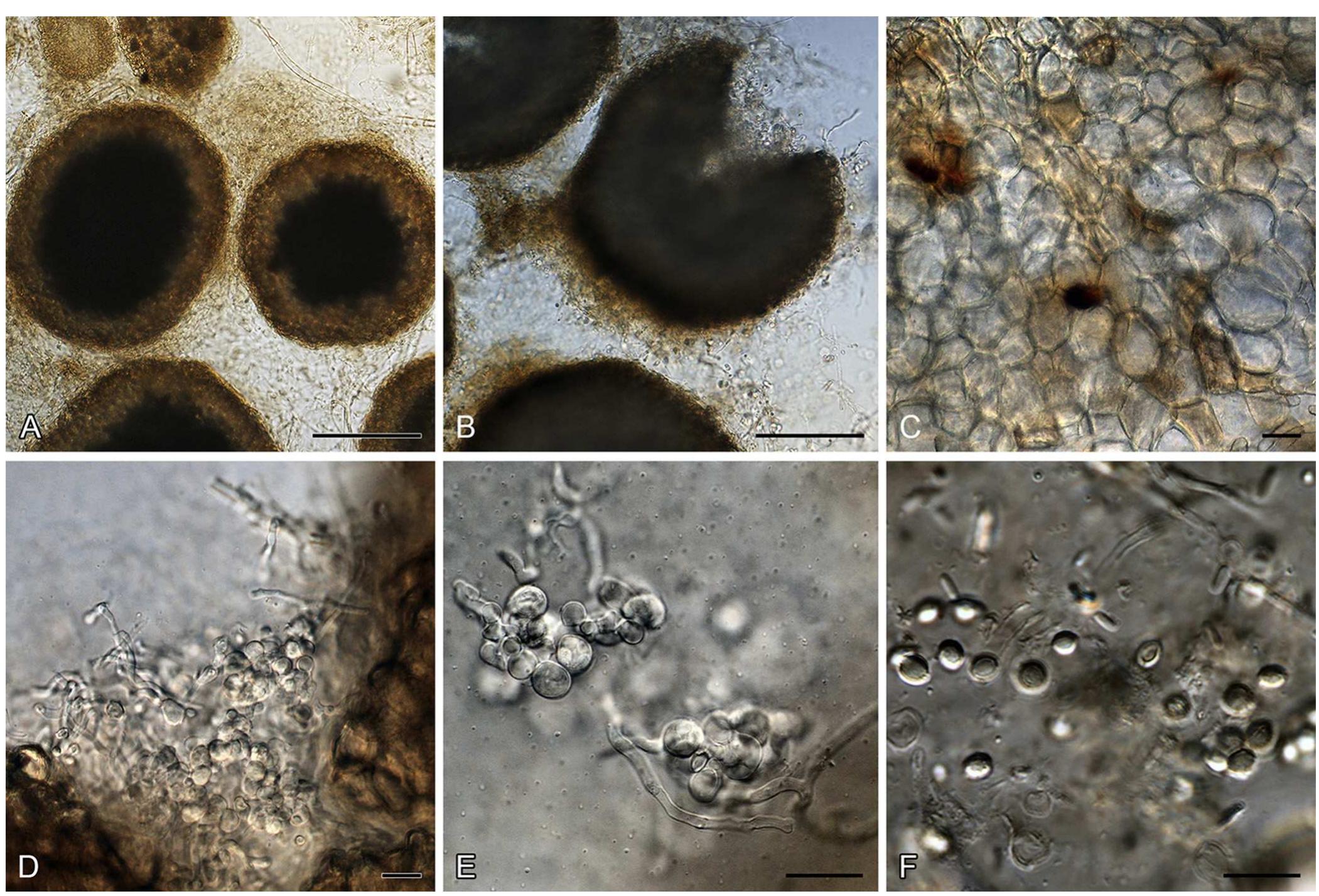 Figure 4 - from Re-print Visage et al 2014