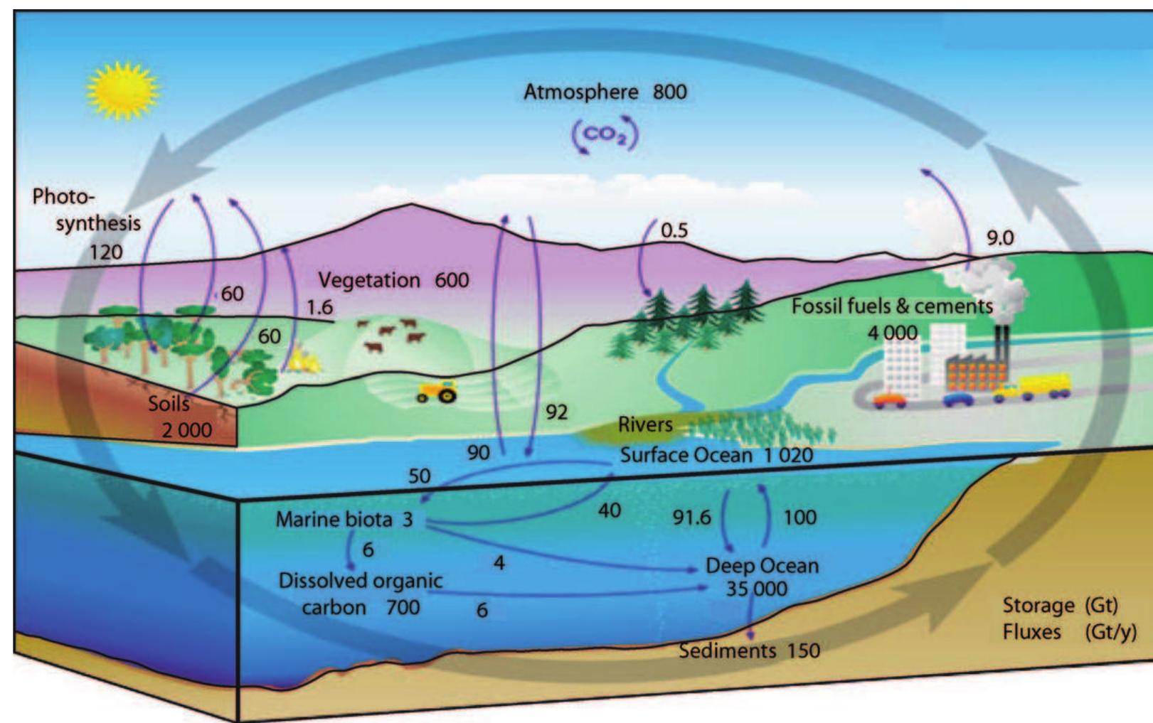Schematic representation of the main reservoirs and fluxes