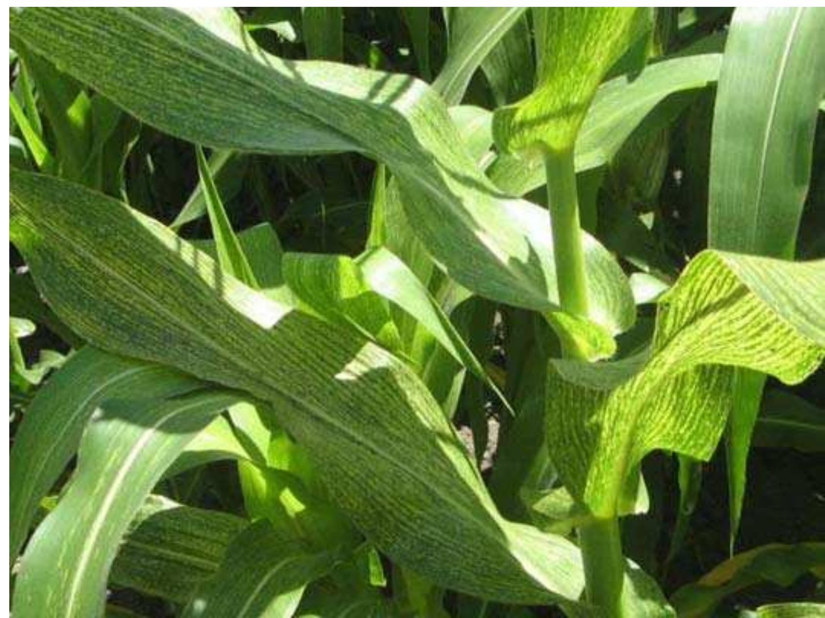 Maize plants infected by maize streak virus. photograph by