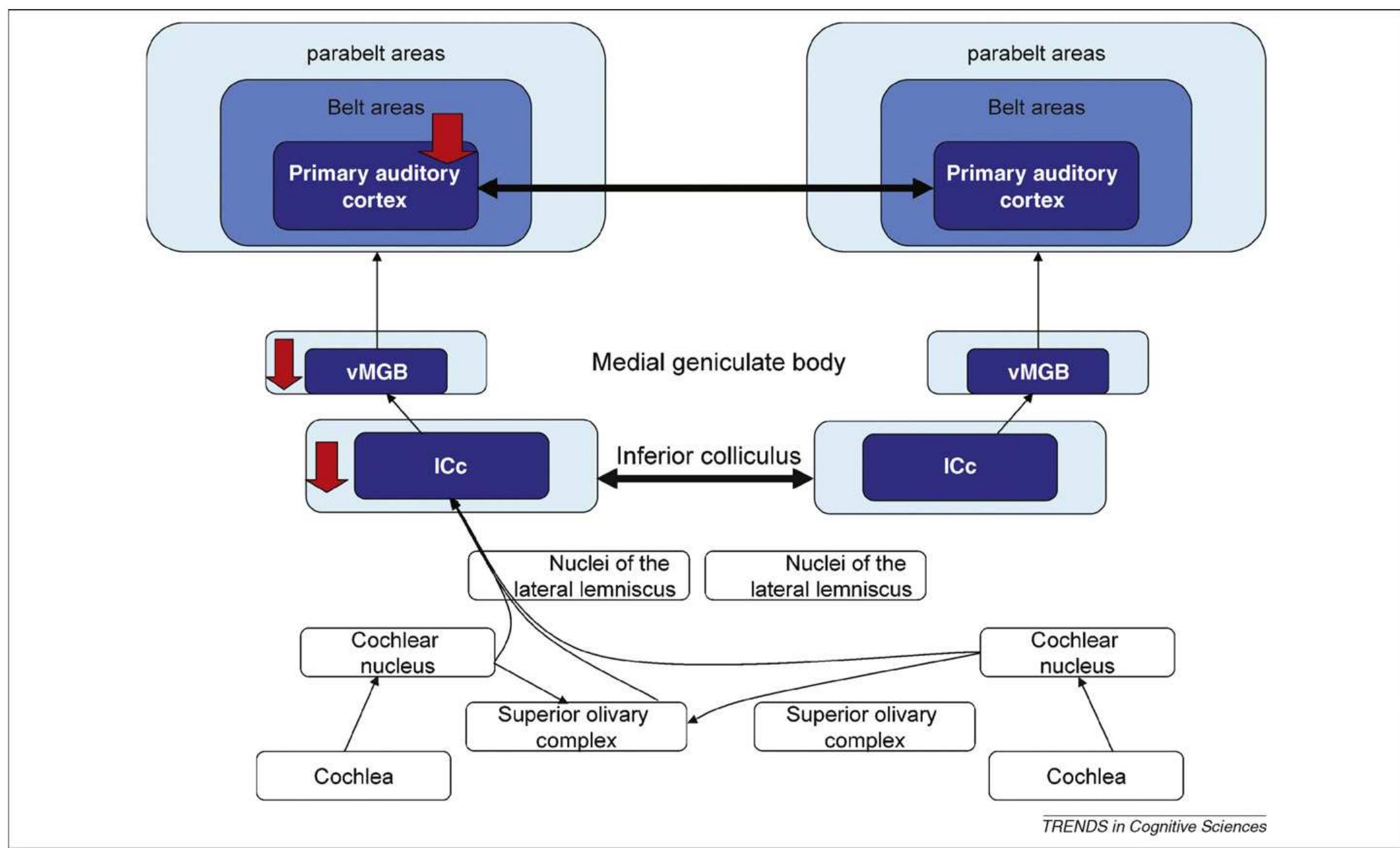 Schematic representation of the ascending auditory pathways.