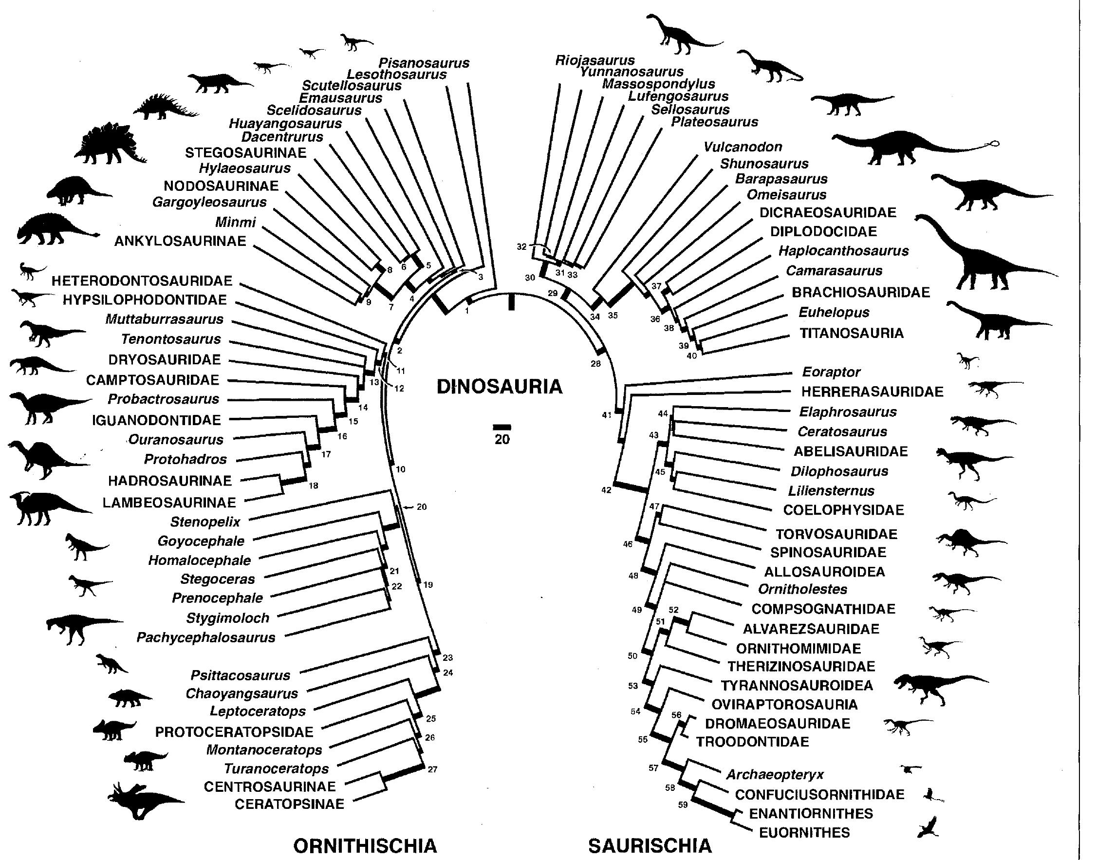 Phylogeny of dinosauria, showing the relationships among