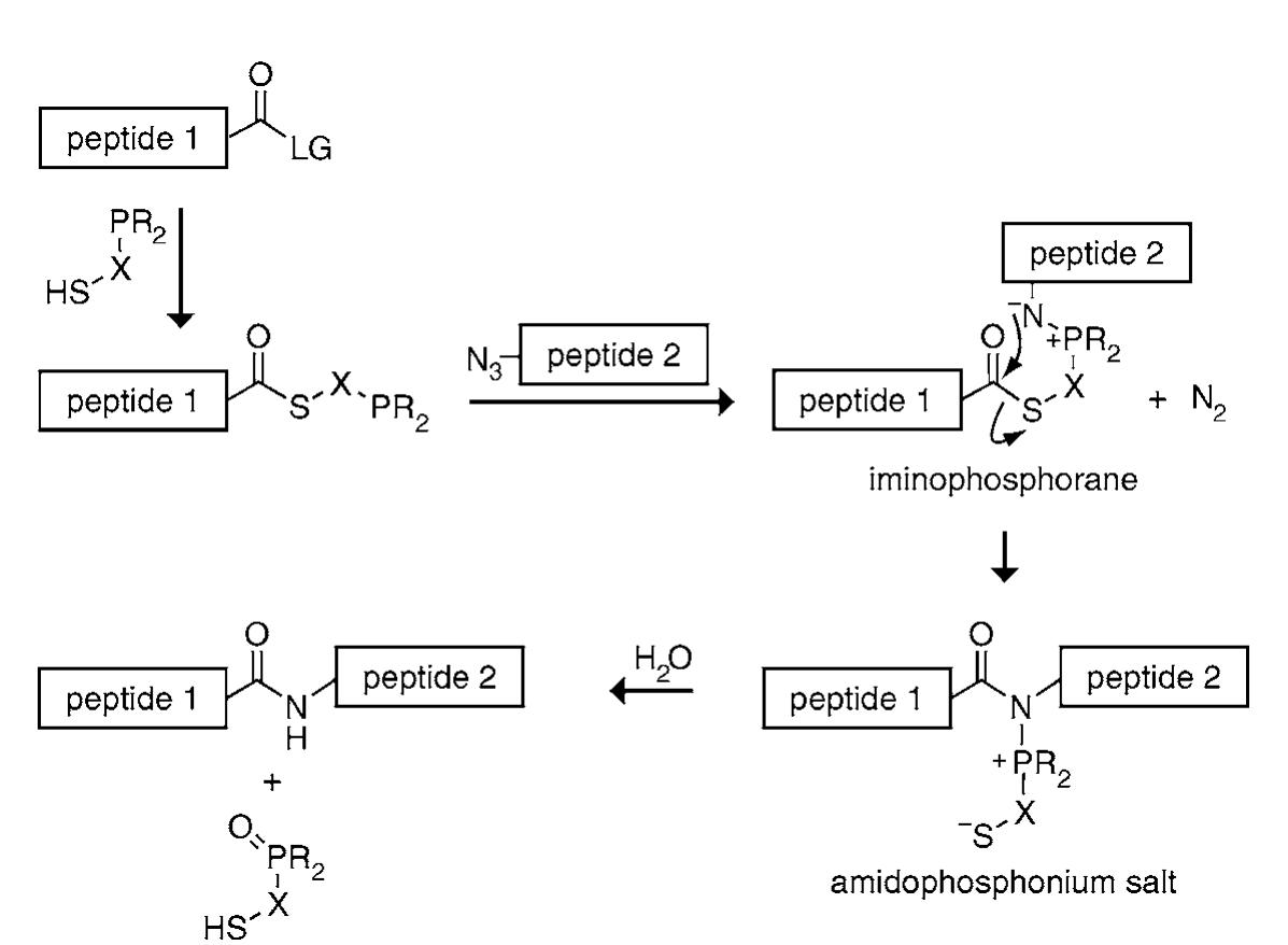 Staudinger ligation of peptides mediated by a phos-
