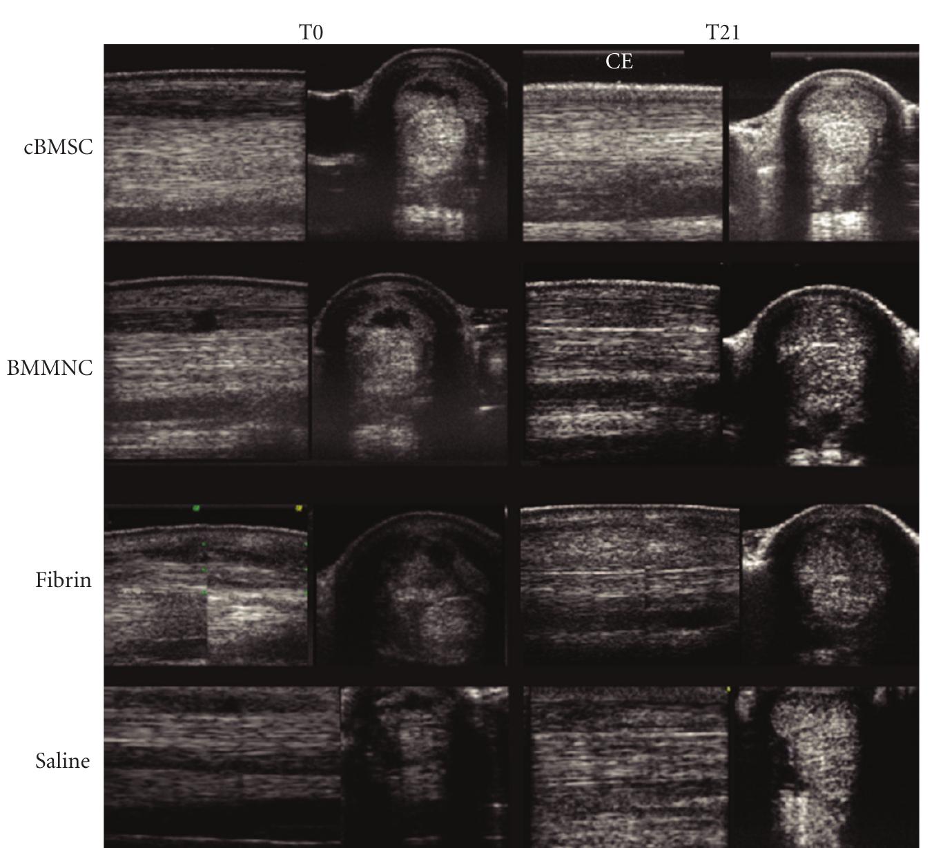 Ficure 2: longitudinal and transverse ultrasound images