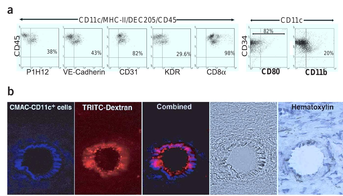 Tumor-infiltrating dc precursors undergo endothelial-like
