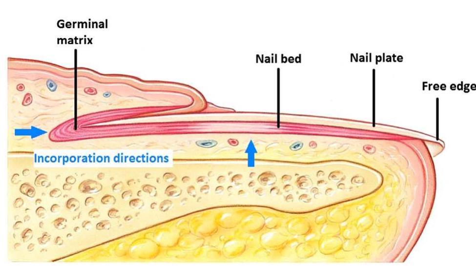 Structure of the nail: a sagittal section of the fingertip