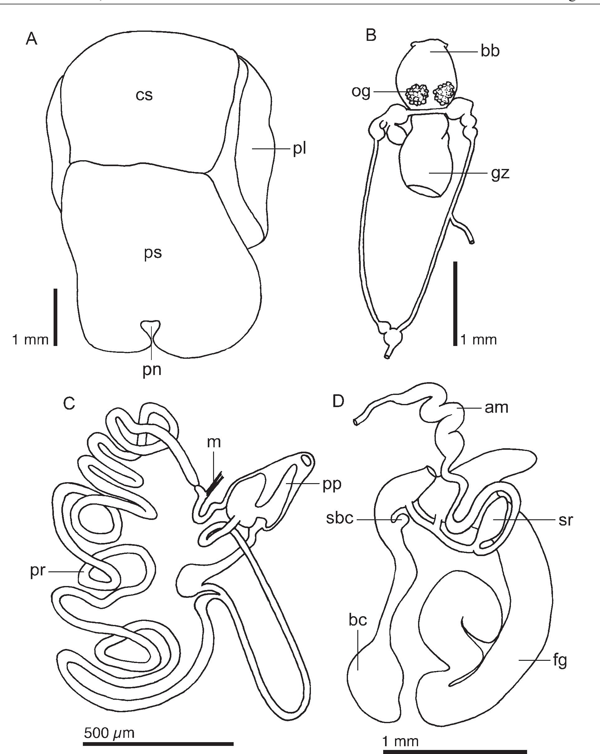 Philine elegans (casiz 083758). anatomy. a, dorsal view of a