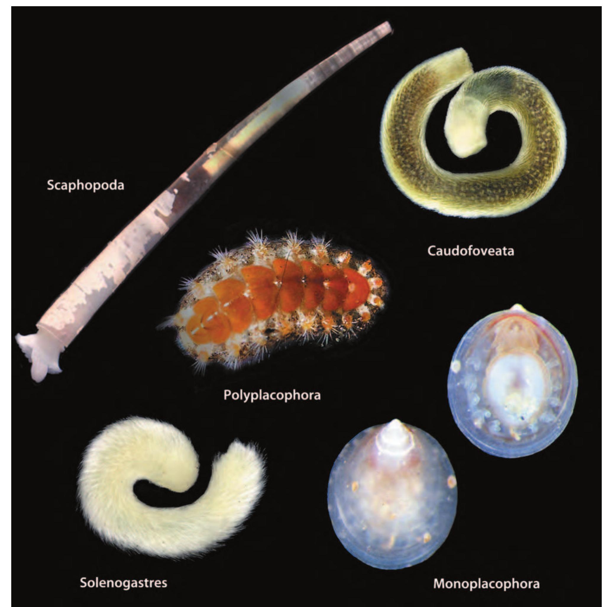(PDF) Mollusca: Caudofoveata, Monoplacophora, Polyplacophora ...