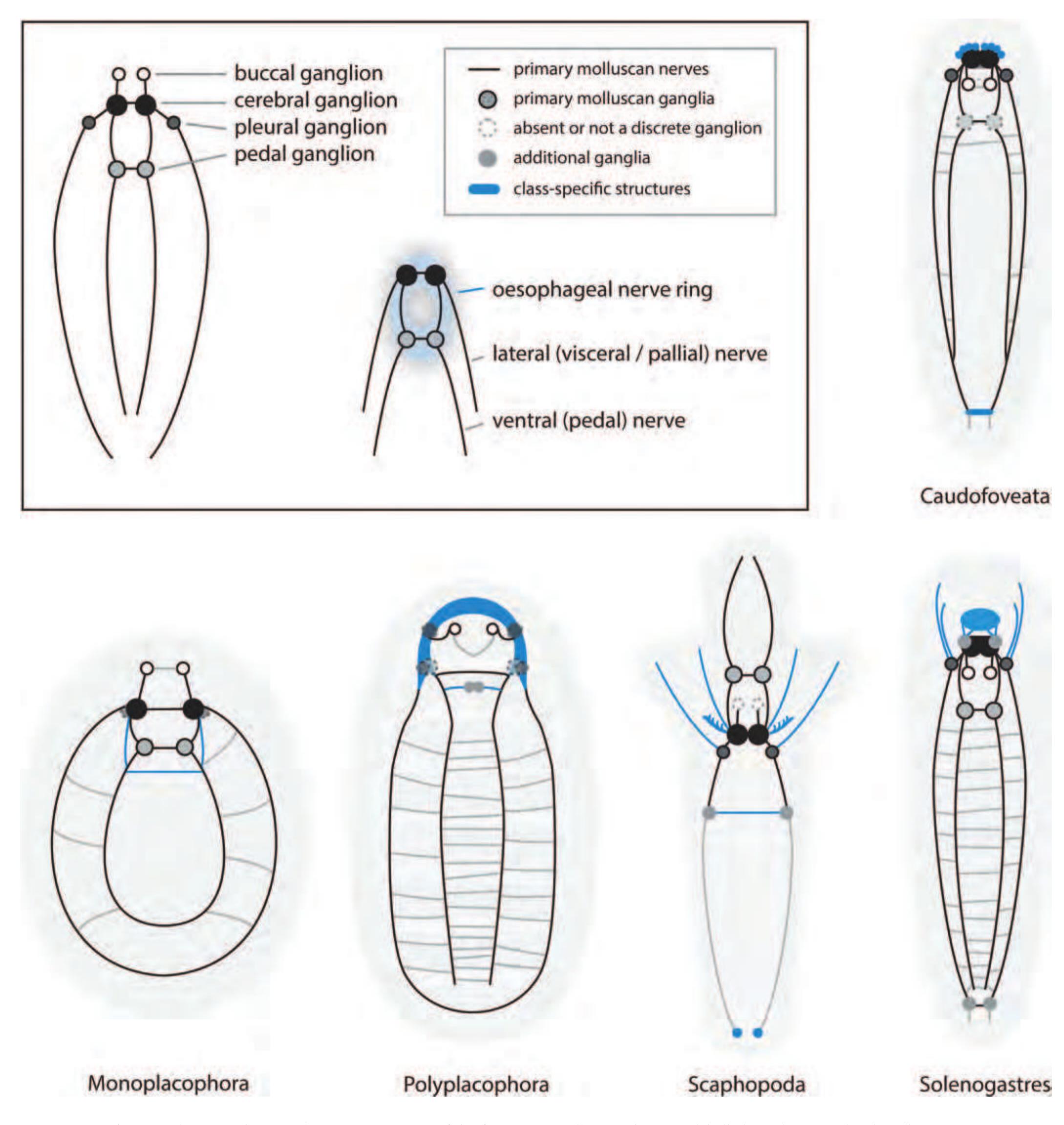 (PDF) Mollusca: Caudofoveata, Monoplacophora, Polyplacophora ...