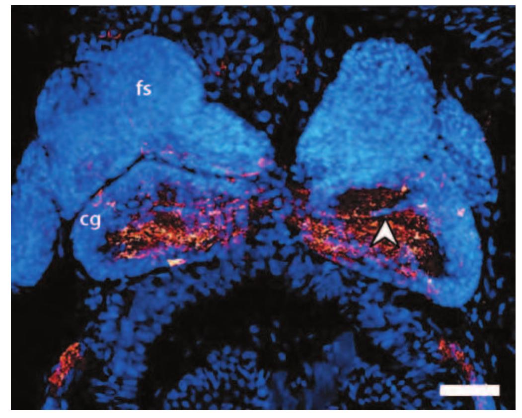 (PDF) Mollusca: Caudofoveata, Monoplacophora, Polyplacophora ...