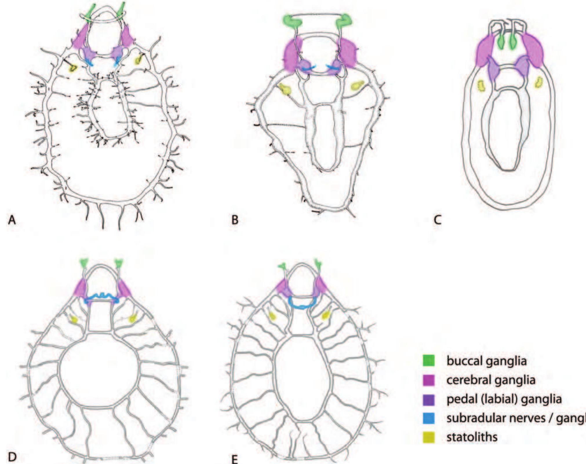 (PDF) Mollusca: Caudofoveata, Monoplacophora, Polyplacophora ...