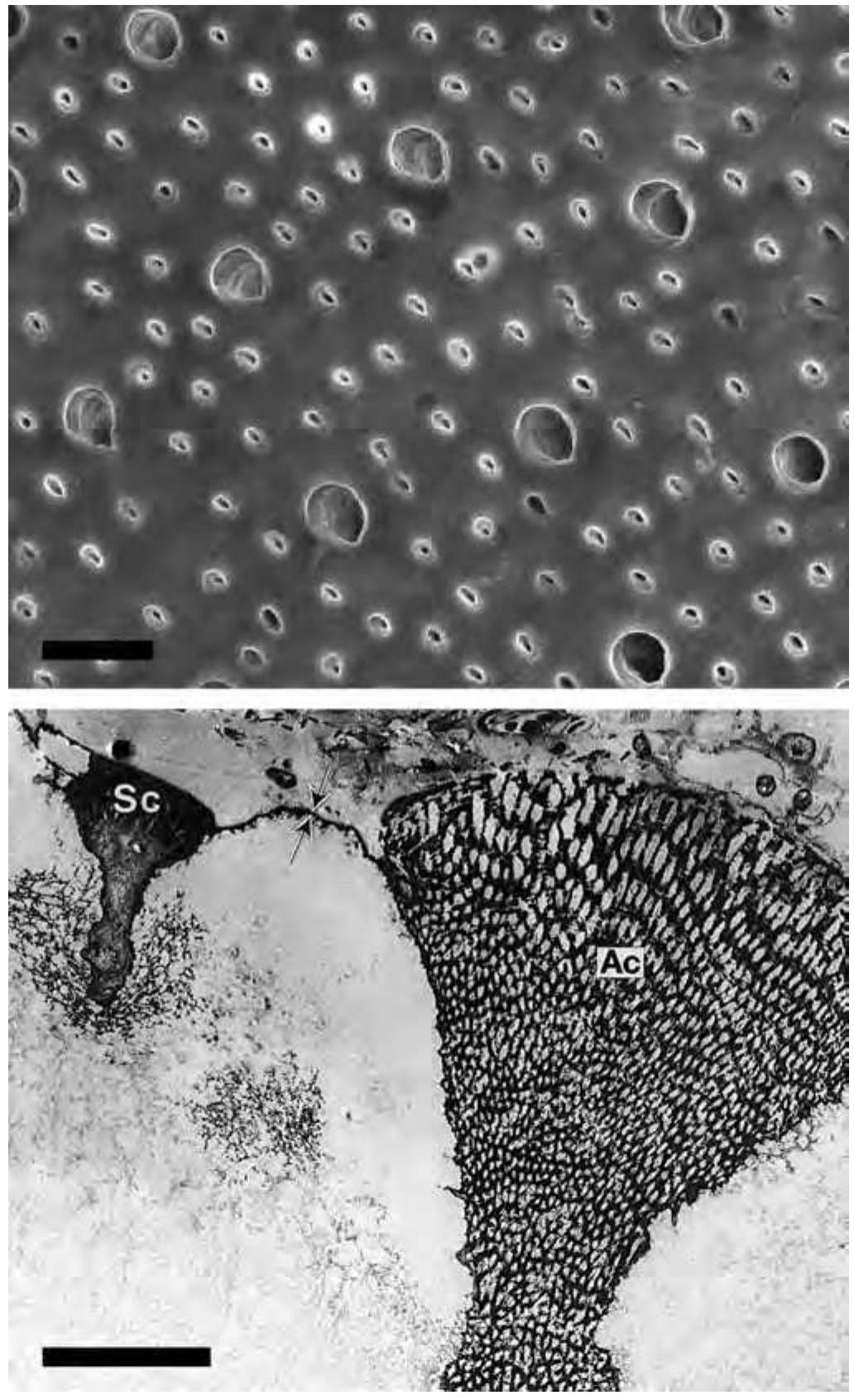 5. polyplacophora: aesthetes, the shell pores in chiton