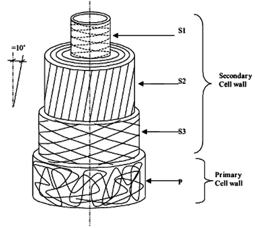 The micro-structure of a flax fibre cell (reproduced with