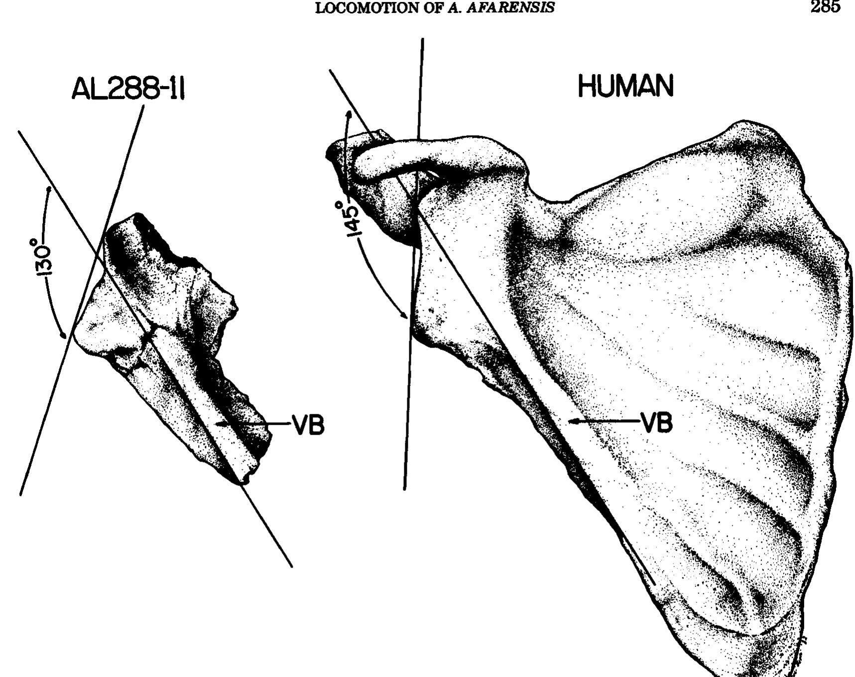 (PDF) The locomotor anatomy ofAustralopithecus afarensis