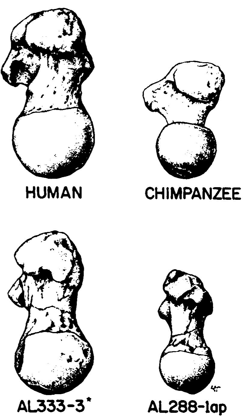 (PDF) The locomotor anatomy ofAustralopithecus afarensis