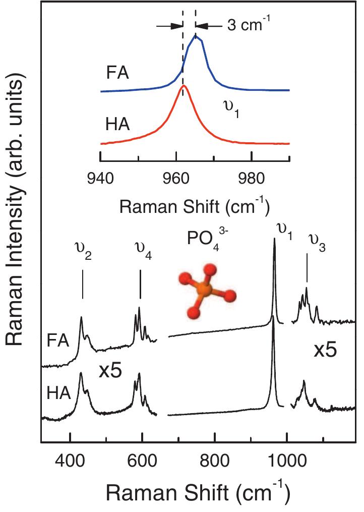 Raman spectra of ha and fa in the spectral region of the