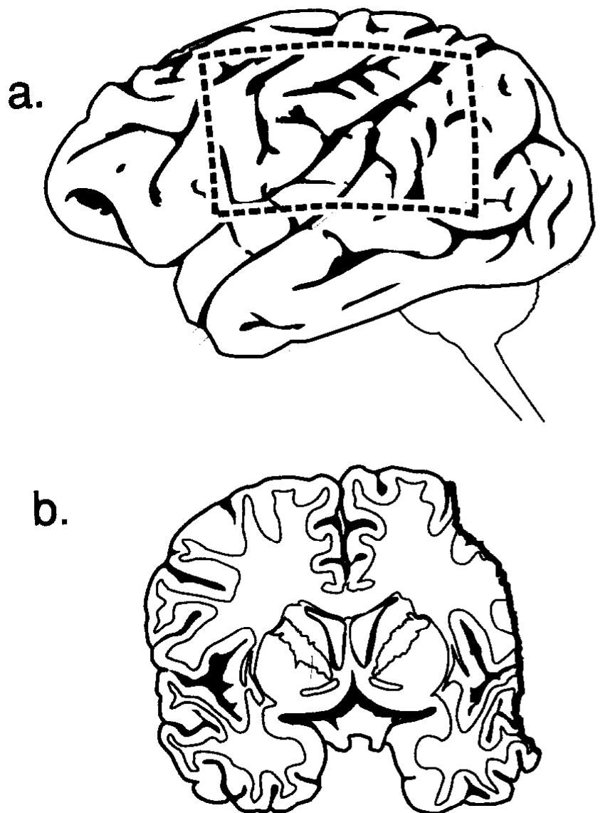 (a) schematic representation of cercopithecus aethiops brain