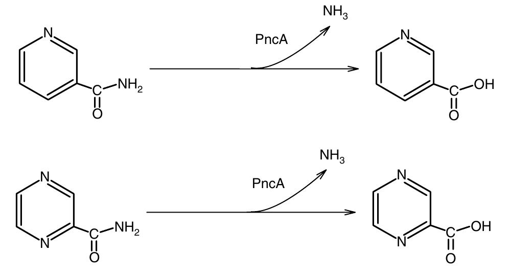 Conversion of nam and pza to their acid forms by pnca.