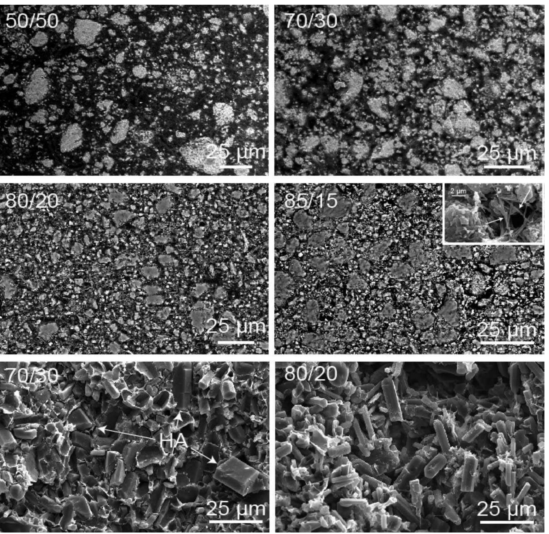 Scanning electron micrographs showing the typical