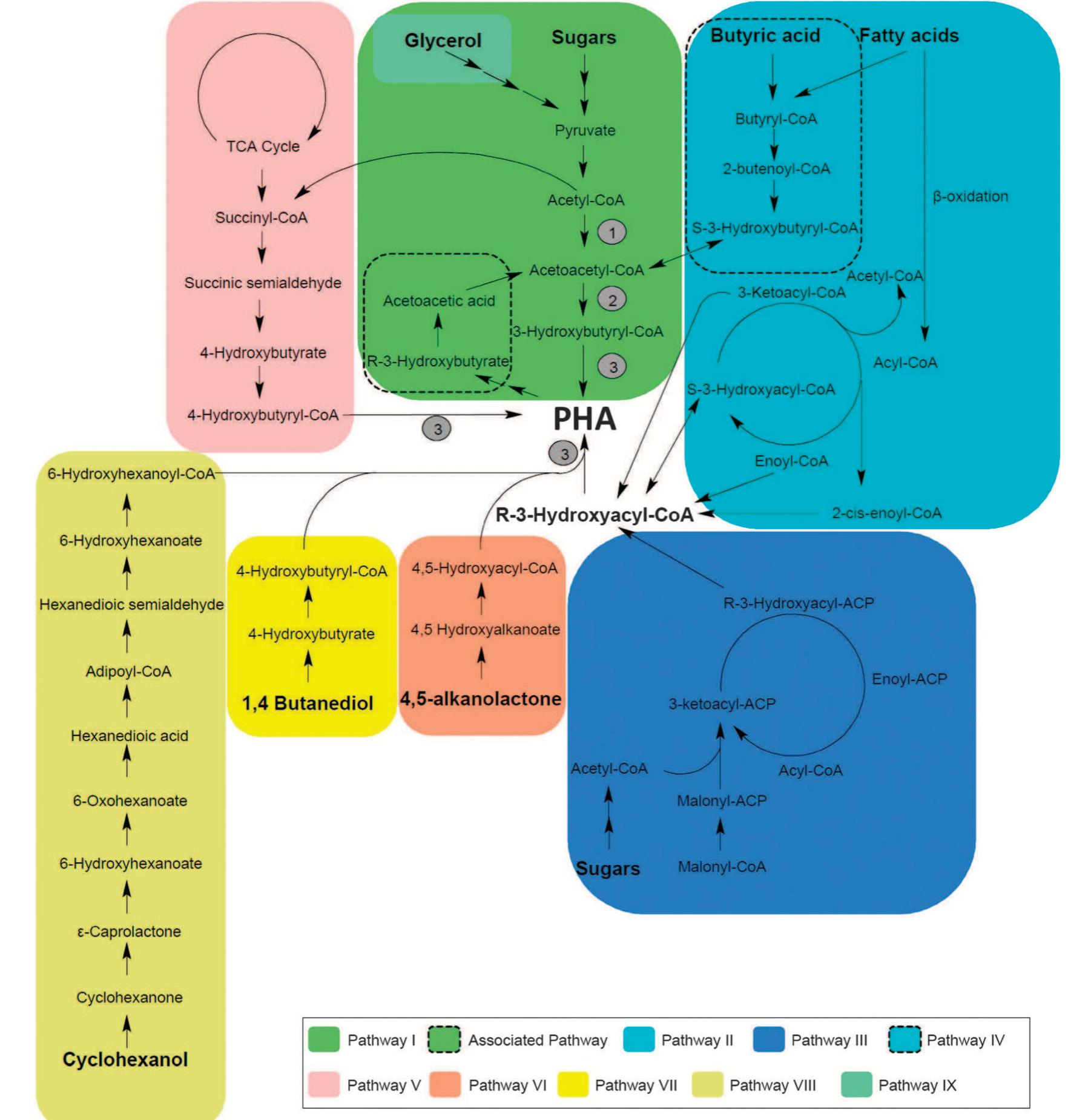 Pha biosynthetic pathways. the most common pathway in c.