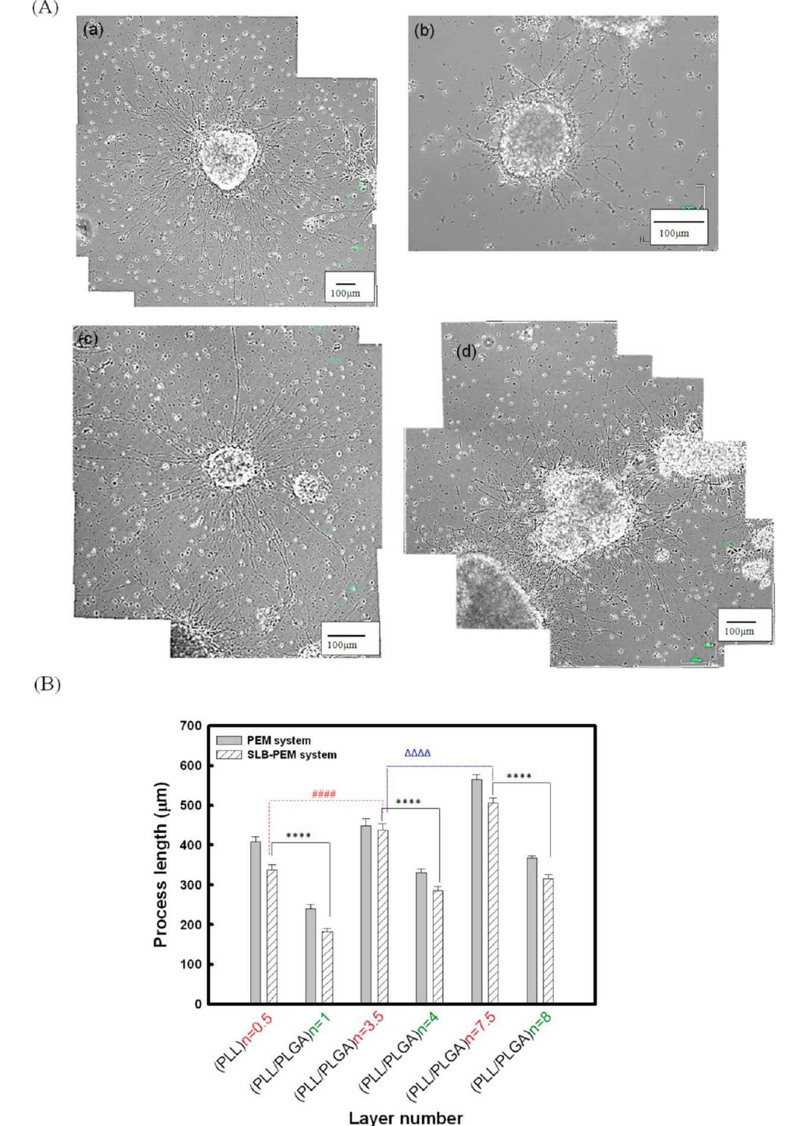 (a) representative images showing the morphologies of cell