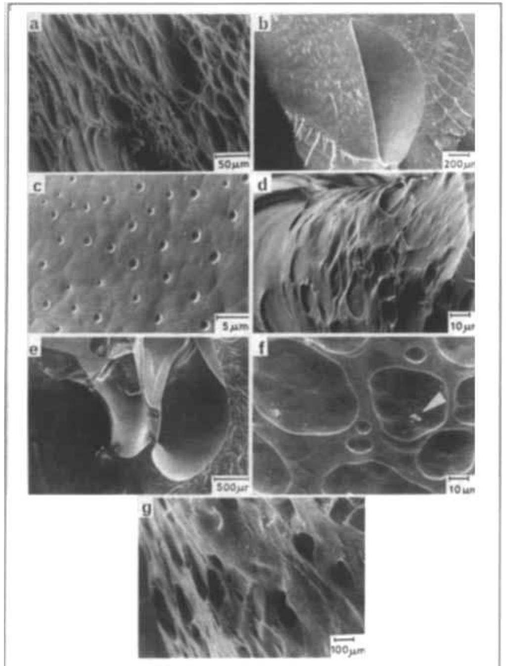 Ure 6. scanning electron micrographs of polyethylene strands