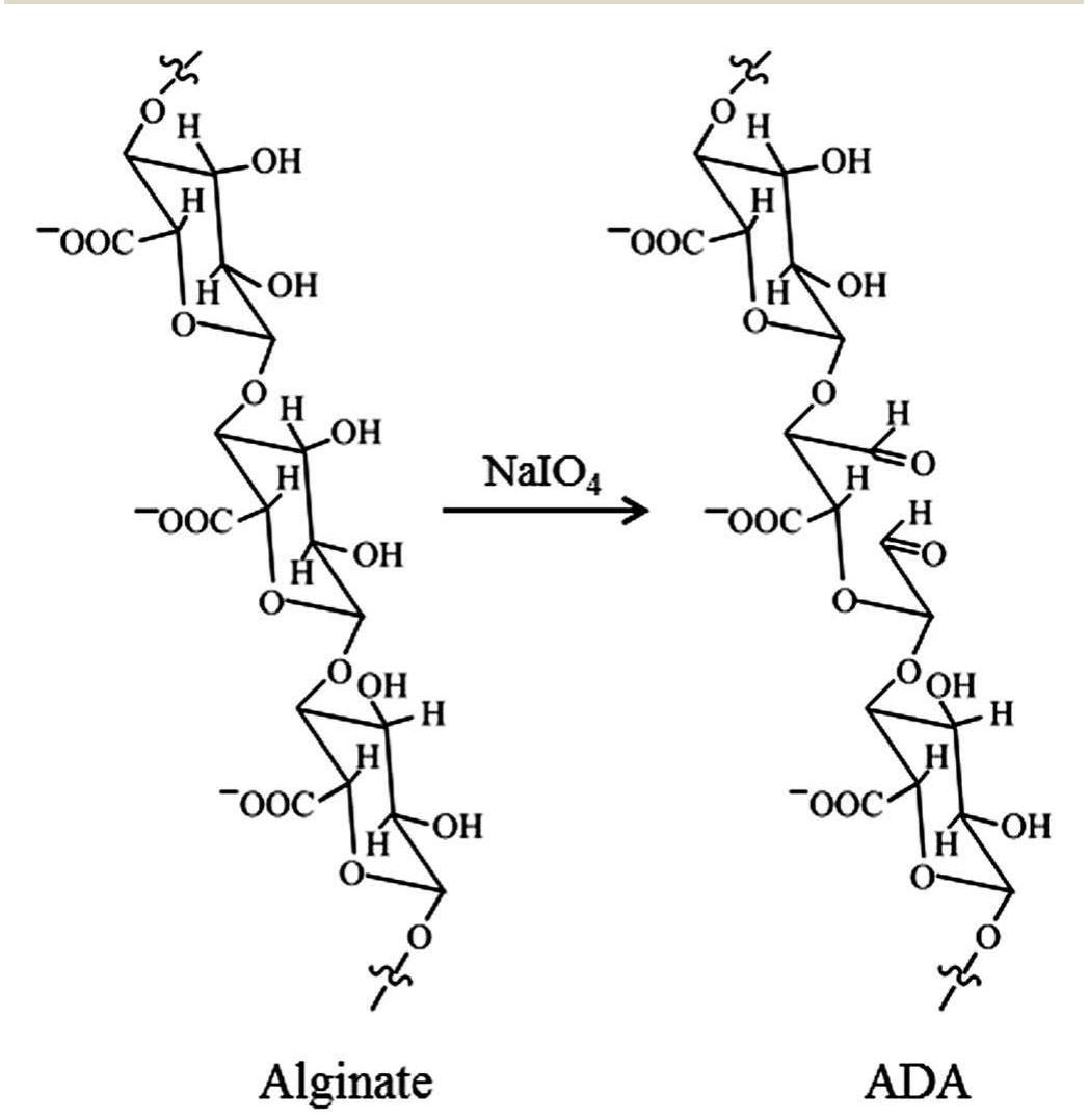 Scheme for synthesis of ada from alginate by periodic