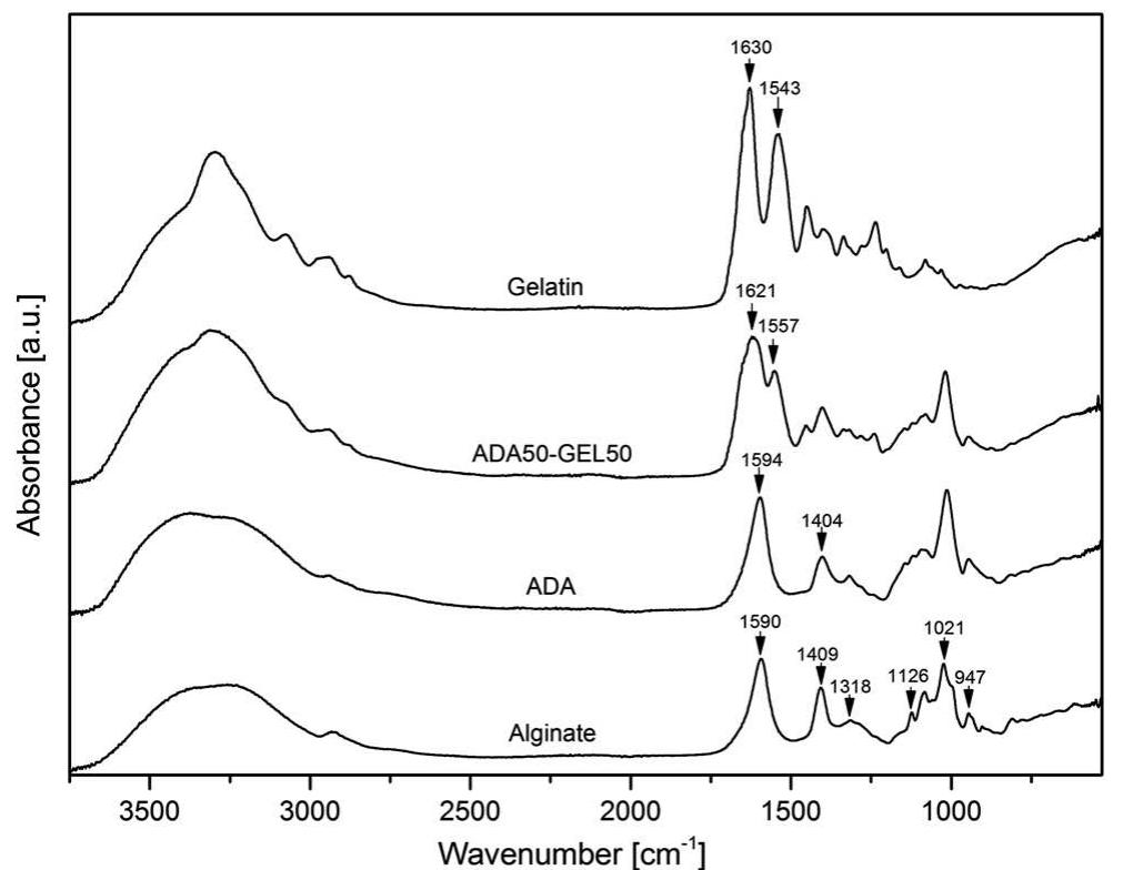 Atr-ftir spectra of sodium alginate, ada, gelatin and ada50