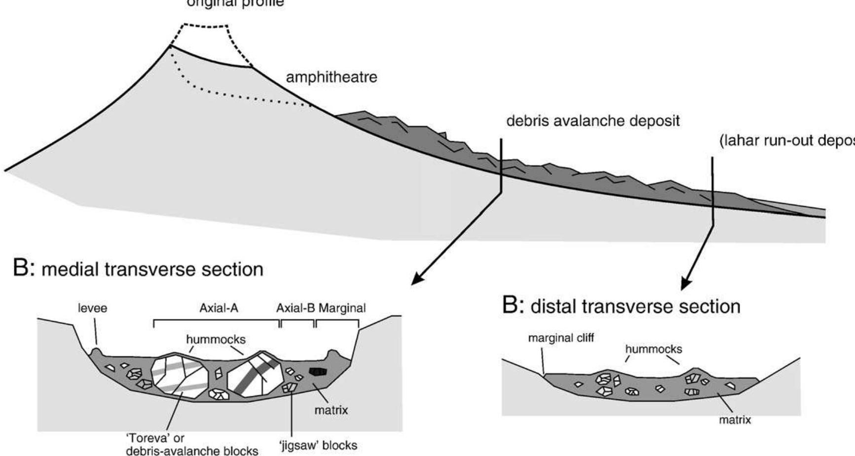 Schematic longitudinal and transverse sections through an