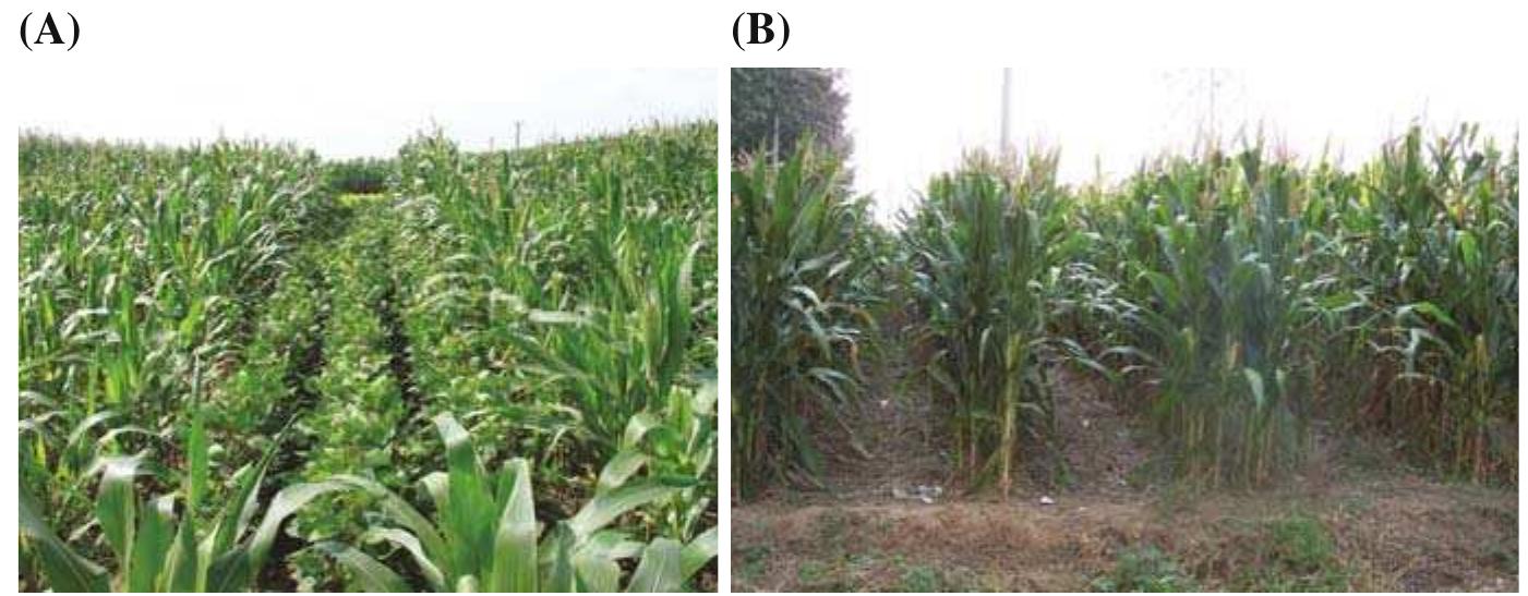 Two examples of typical intercropping systems in the north