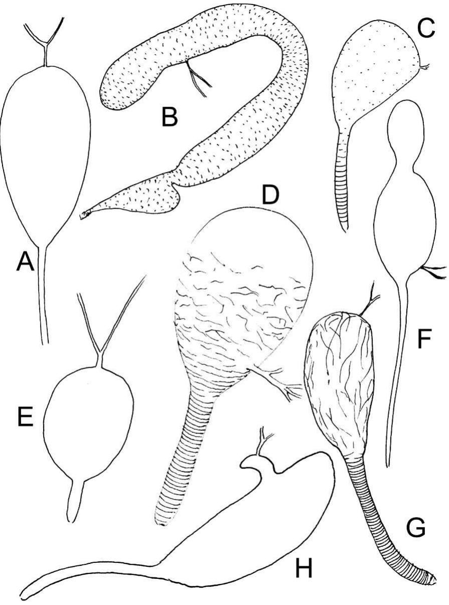 Chitinous venom gland and reservoir intimas. (a) orthopelma