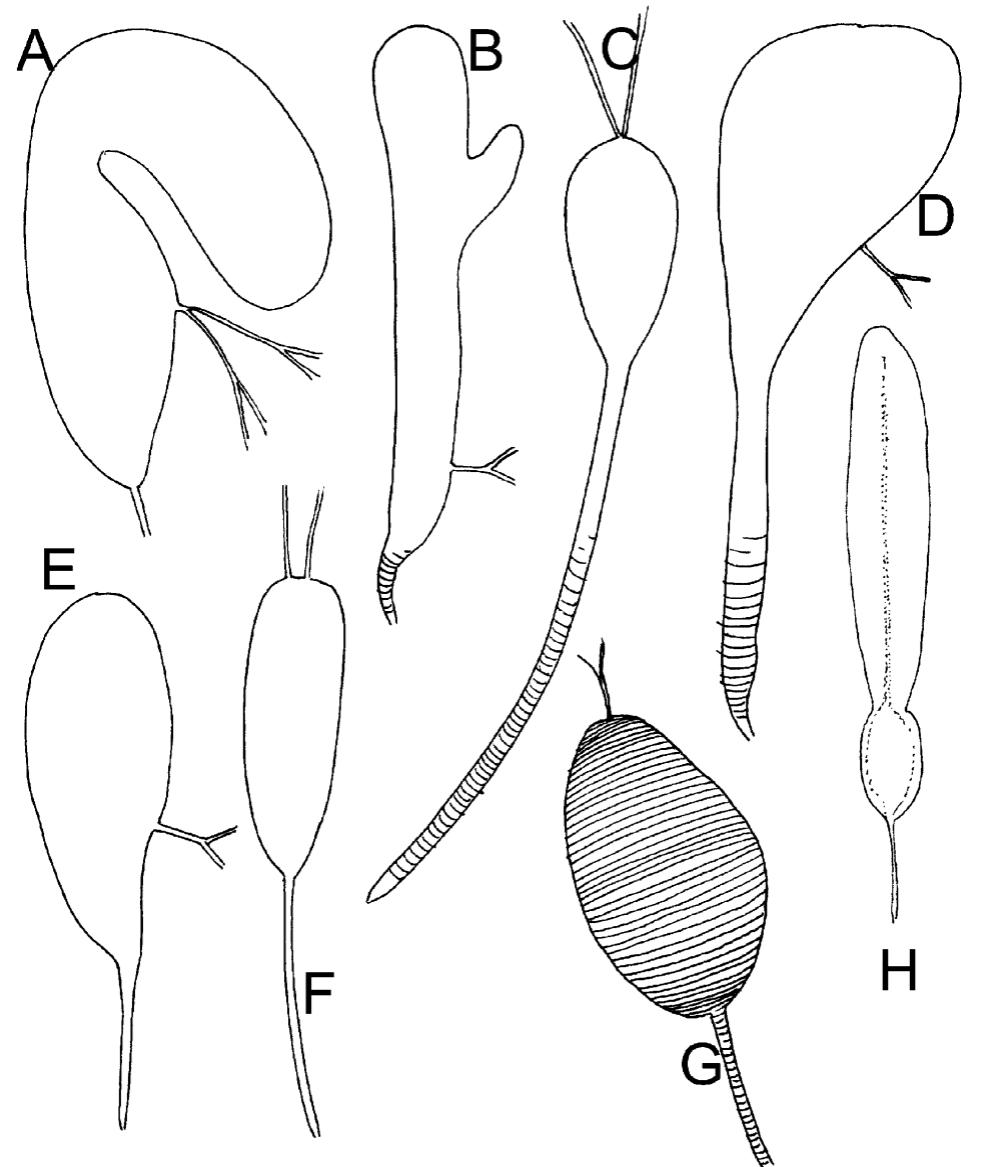 Chitinous venom gland and reservoir intimas: (a) banchus sp.