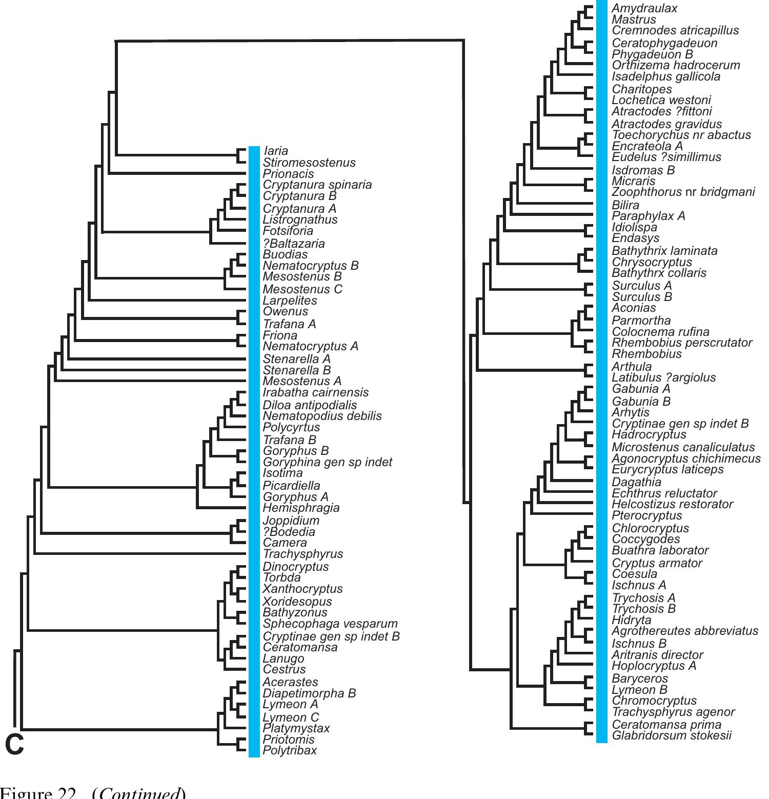 Figure 29 - A thousand and one wasps: a 28S rDNA and