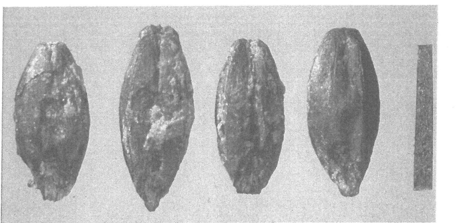 Figure 3 - BEER IN PREHISTORIC EUROPE