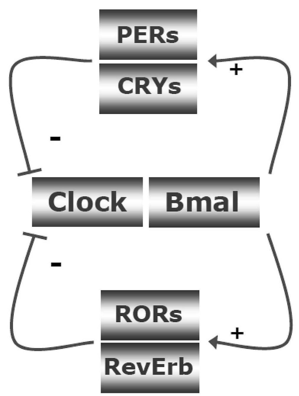 Simplified version of the molecular core clock mechanism.