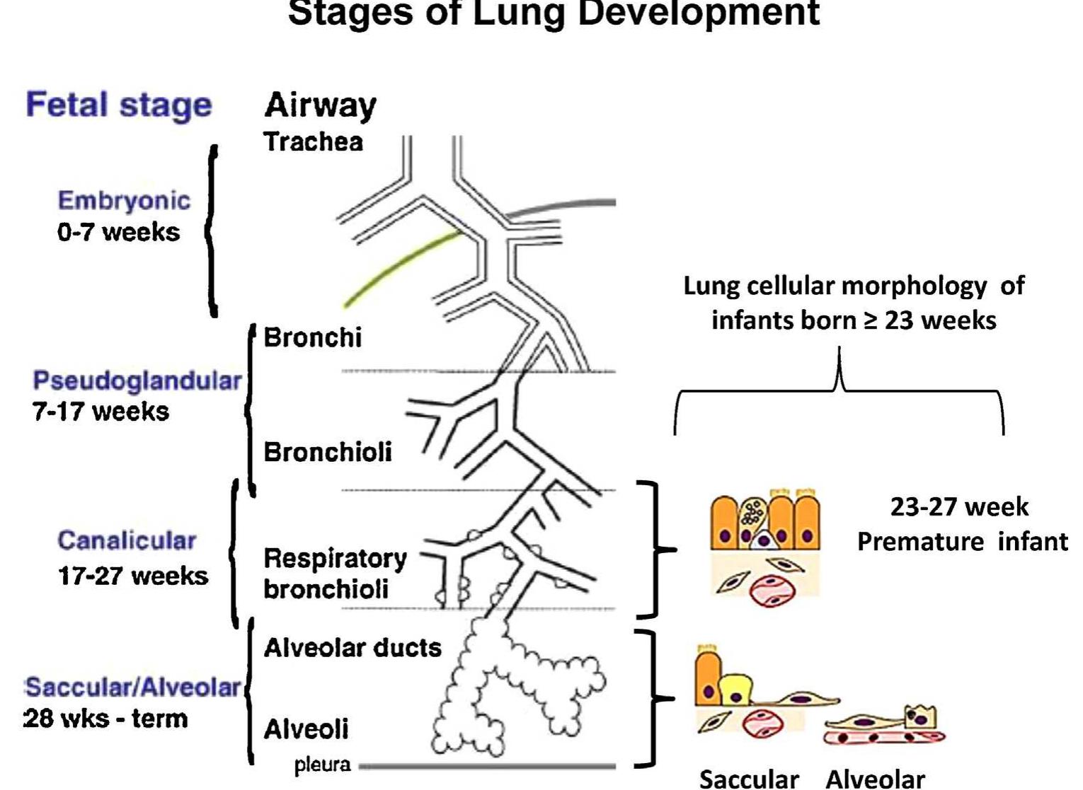Schematic depicting the stages of fetal lung development.
