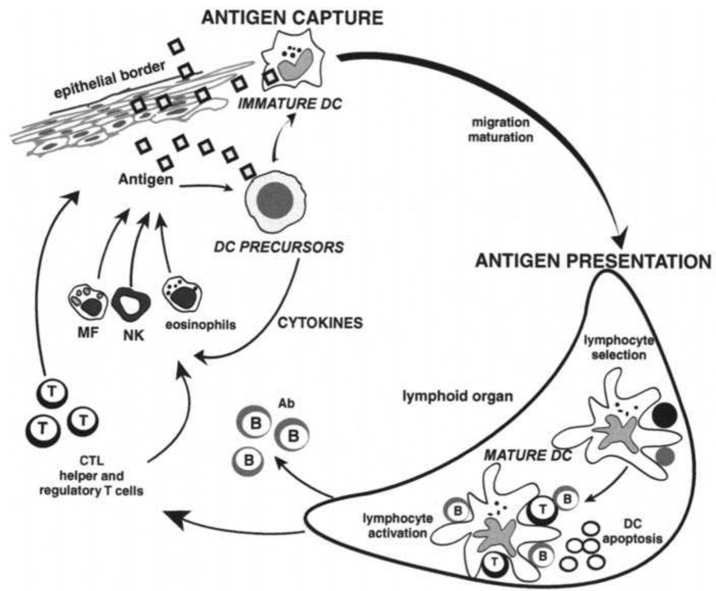 The life cycle of dendritic cells (dc). circulating