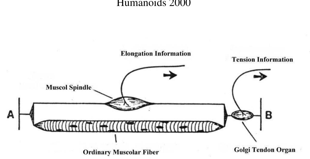 1 — sensing system for muscles and tendons: a muscle fibre