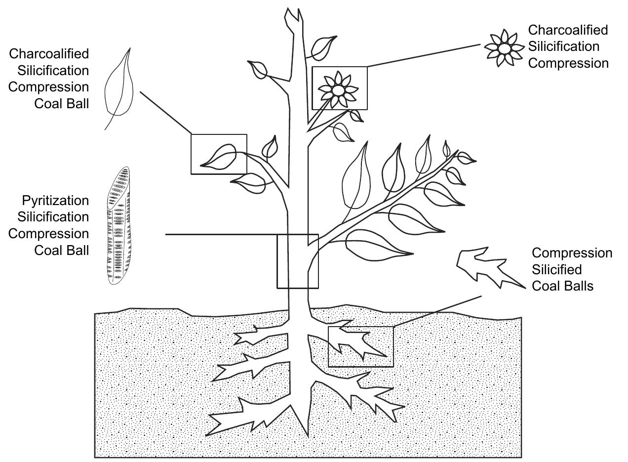 —examples of major plant organs (leaves, axes, roots,