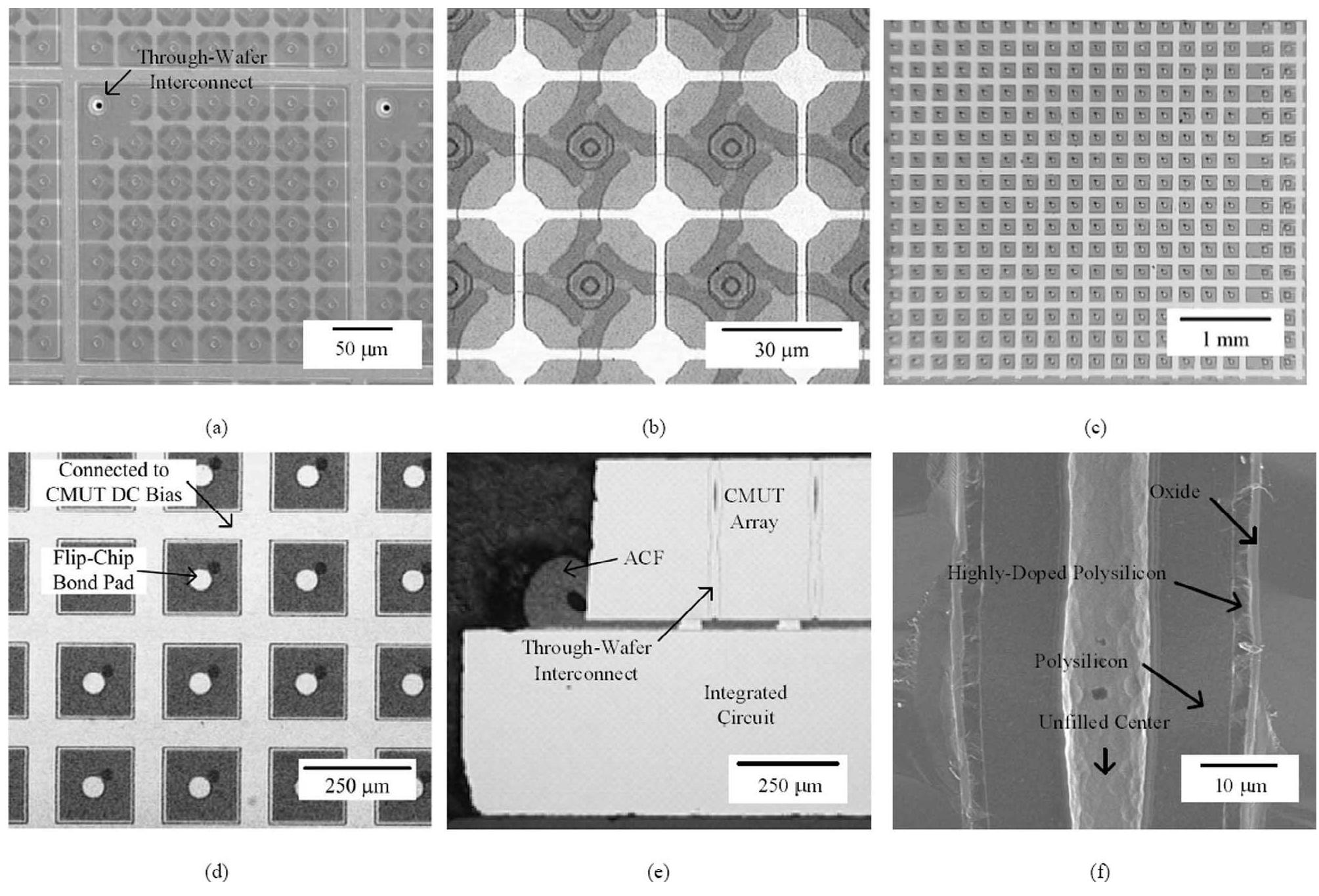 Pictures and scanning electron micrographs (sems) of the