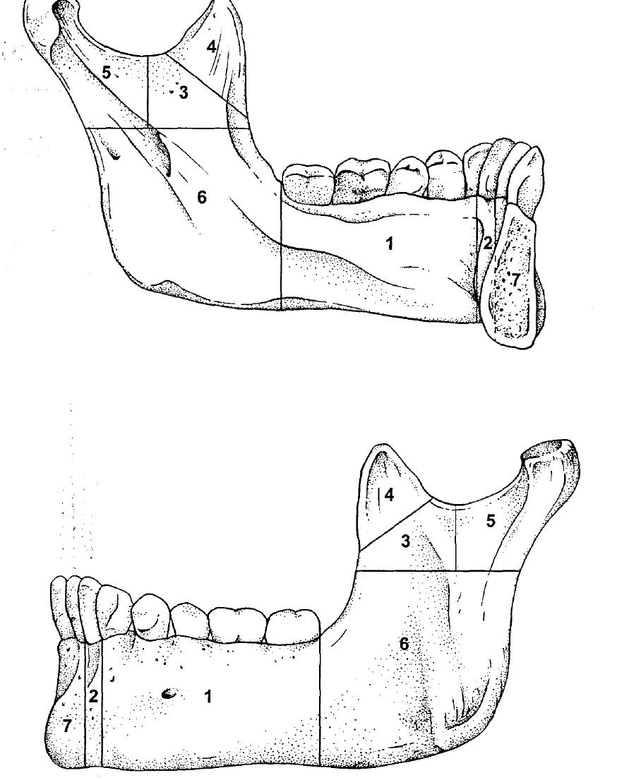 Mandible, medial (internal) and lateral (external) views: 1—