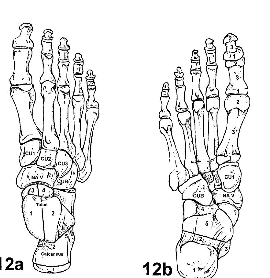 The foot and ankle: (a) dorsal view; (b) plantar view.